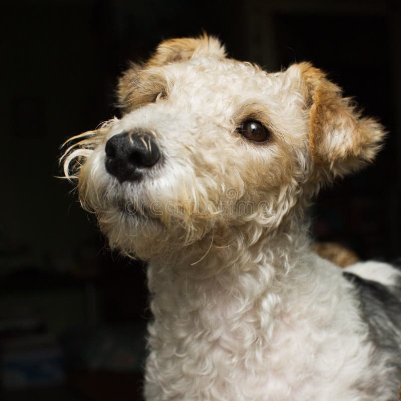 Fox terrier stock photo. Image of terrier, pooch, brightly - 15752086