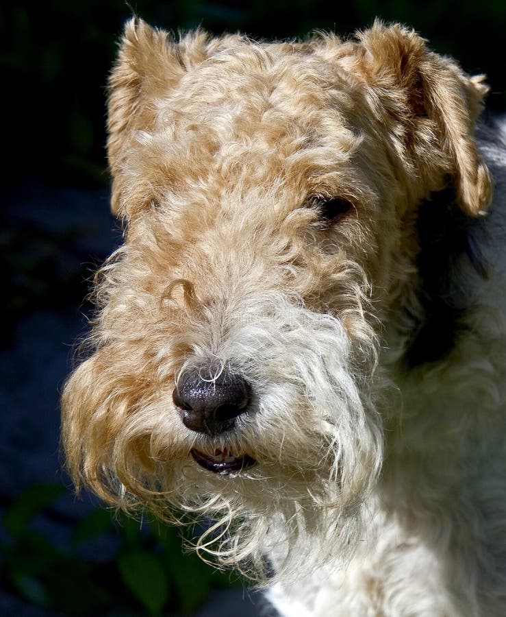 Fox terrier 9 stock photo. Image of bred, pure, animal - 14810574