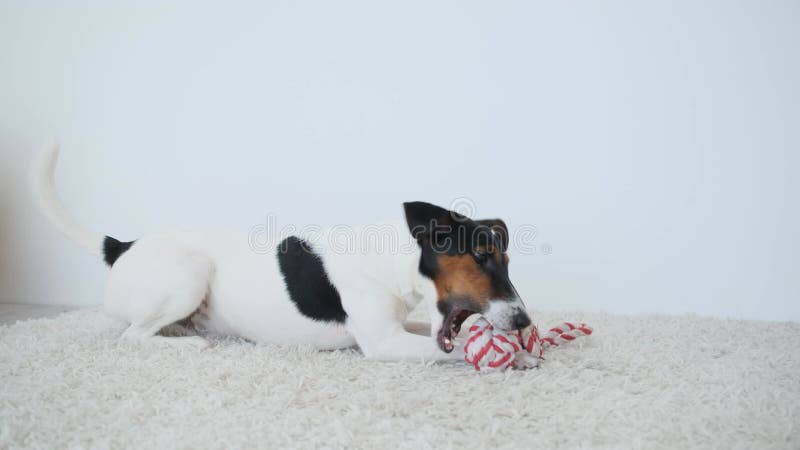 Fox Terrier Biting Dog S Toy Stock Footage - Video of beautiful ...