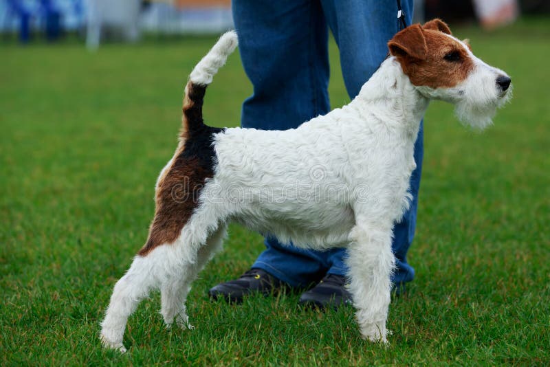 Fox Terrier De La Raza Del Perro Foto de archivo - Imagen de amistad ...