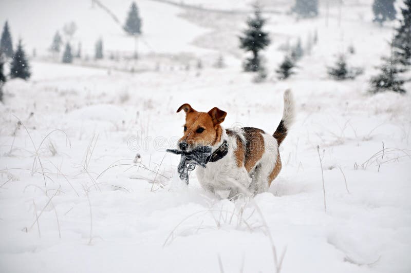 Fox Terrier Dog Running in in the Snow in the Winter Stock Photo ...