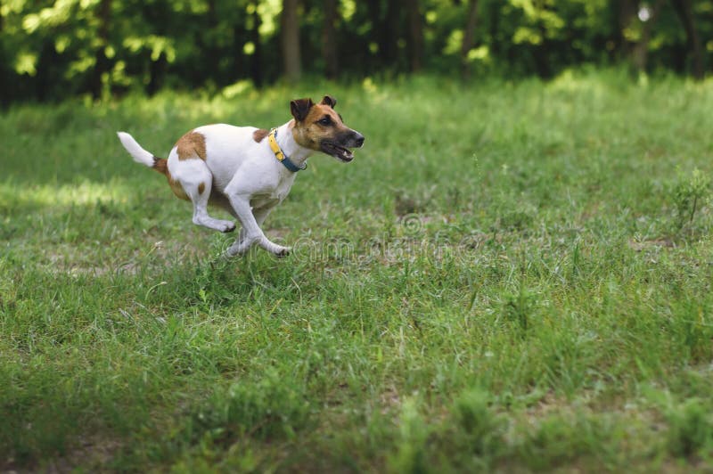 Fox Terrier Dog Runs on a Green Valley in the Summer Stock Photo ...