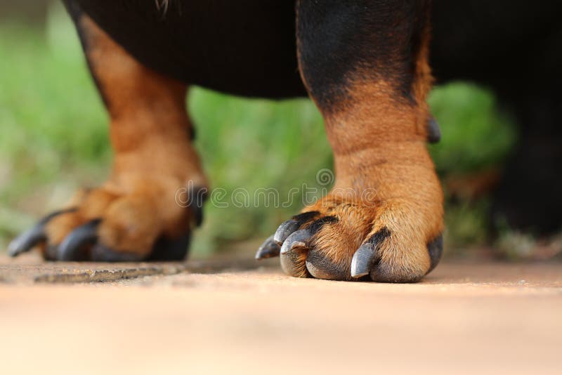 Fox Terrier Front Paws Stock Photos - Free & Royalty-Free Stock Photos ...