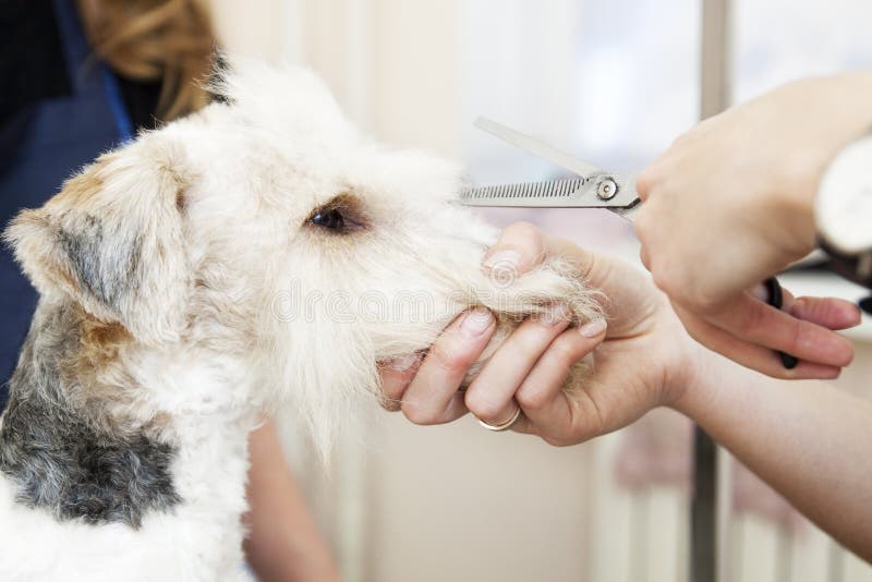 Fox Terrier Getting His Hair Cut Stock Photo - Image of indoors, animal ...