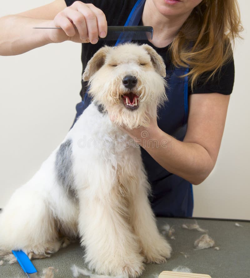 Fox Terrier Getting His Hair Cut Stock Photo - Image of hairstyle, head ...