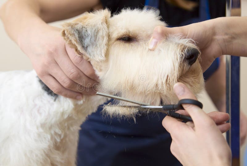 Fox Terrier Getting His Hair Cut Stock Photo - Image of charming ...