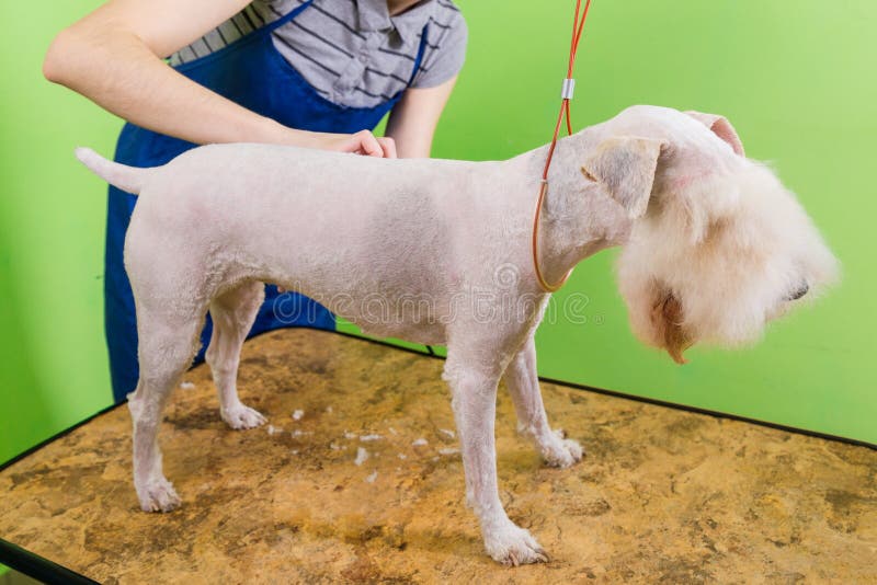 Fox Terrier Getting His Hair Cut Stock Photo - Image of brush, haircut ...