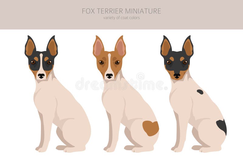 Fox Terrier Miniature Clipart. Different Coat Colors Set Stock Vector ...