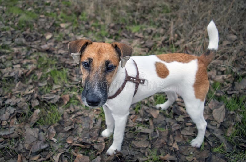 Fox Terrier Portrait, of a Young Dog, Heft on the Ears Stock Photo ...