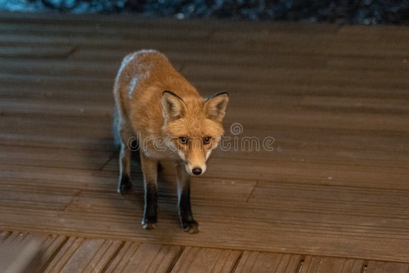Fox in Town at Night in the Dark Stock Image - Image of taste, animal ...