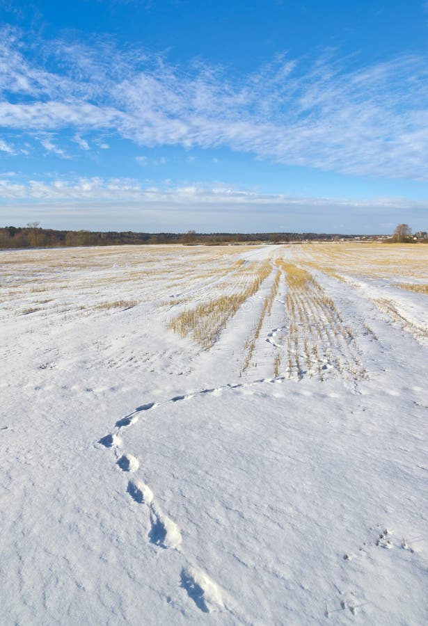 Fox trace. stock image. Image of frosty, russia, land - 50430435