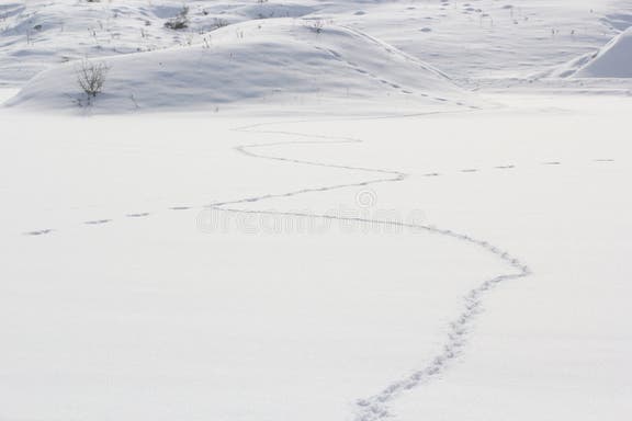 352 Rabbit Tracks Snow Stock Photos - Free & Royalty-Free Stock Photos ...