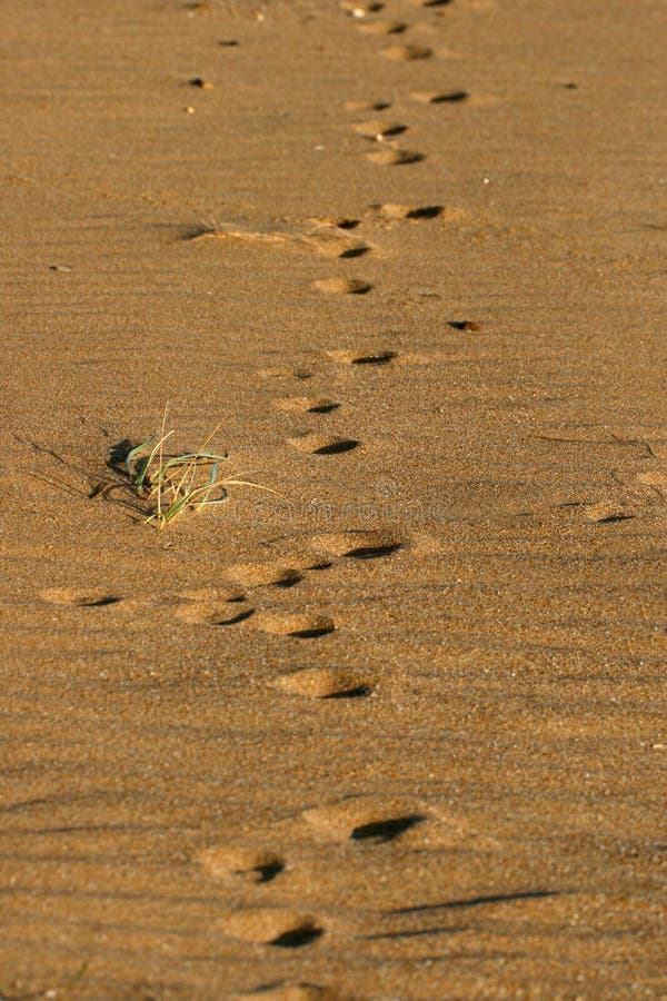 Fox tracks stock image. Image of sandy, wildlife, tracks - 6546139