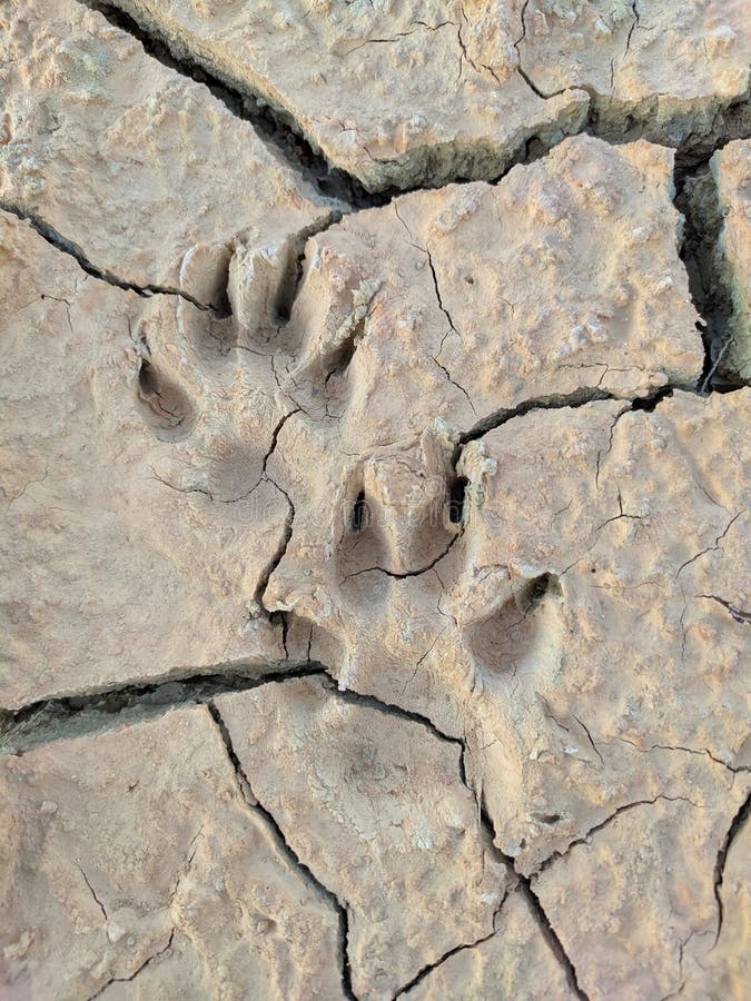 Fox Tracks on Dry and Cracked Mud Stock Photo - Image of leaf, terrain ...