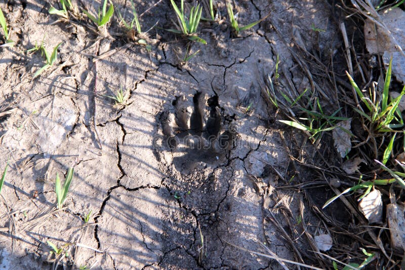 Fox tracks on dry ground stock image. Image of animal - 182504537