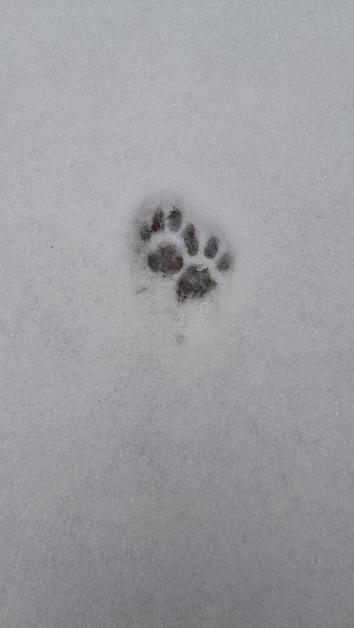 Fox Tracks Snow Cute White and Black Heart Stock Photo - Image of ...