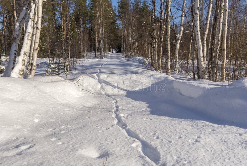 Fox Trail in the Snow Leading in To the Forest. Stock Photo - Image of ...