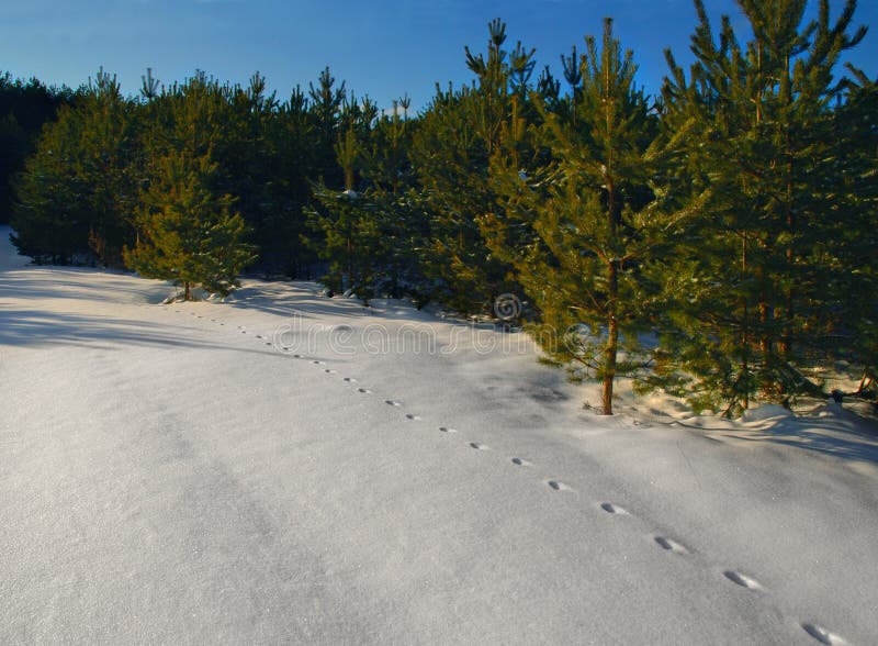 Fox trails on snowy field stock photo. Image of natural - 50001382