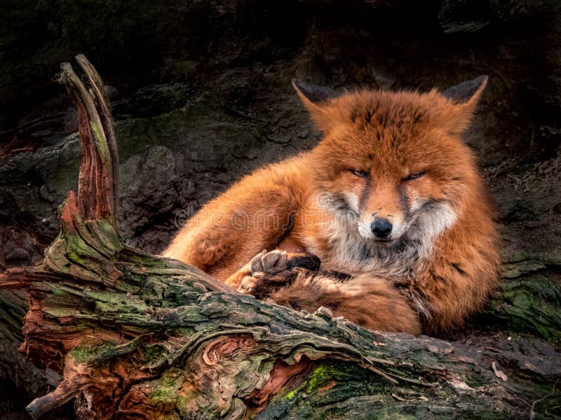 Fox on a tree stump stock photo. Image of tree, animal - 141453334