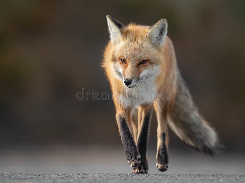 Fox trotting stock photo. Image of carnivore, canis - 165699462