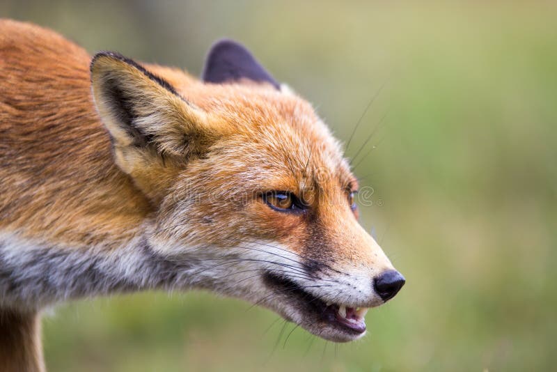Growling Fox Stock Photos - Free & Royalty-Free Stock Photos from ...