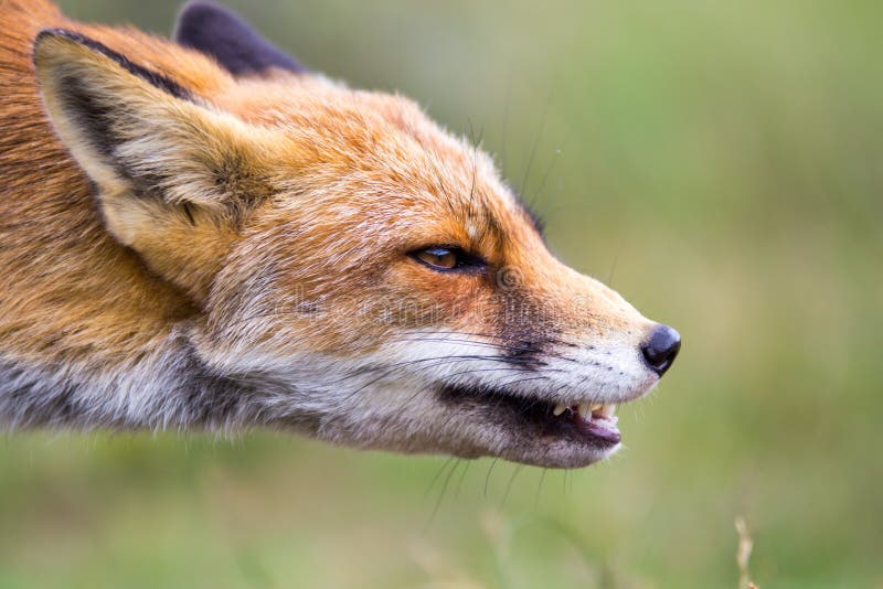 Growling Fox Stock Photos - Free & Royalty-Free Stock Photos from ...
