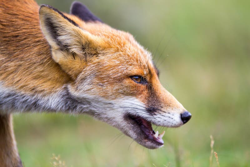 Growling Fox Stock Photos - Free & Royalty-Free Stock Photos from ...