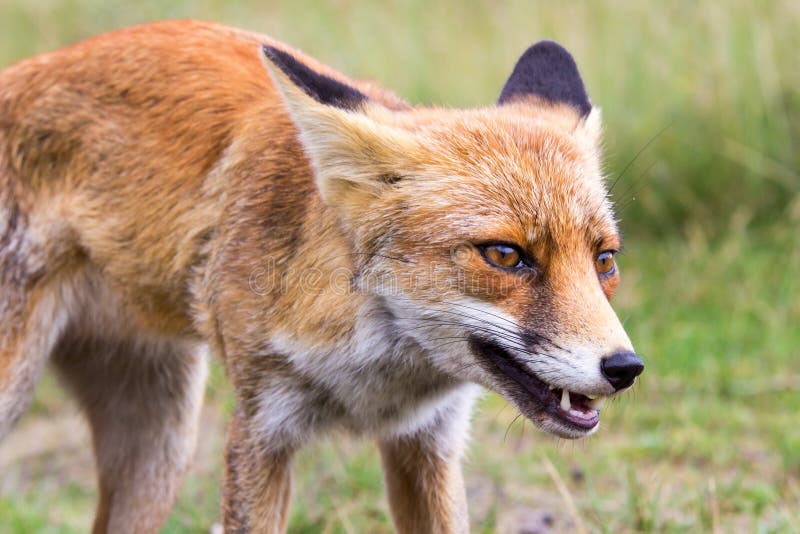 Fox stock image. Image of nose, amsterdam, grass, brown - 43546001