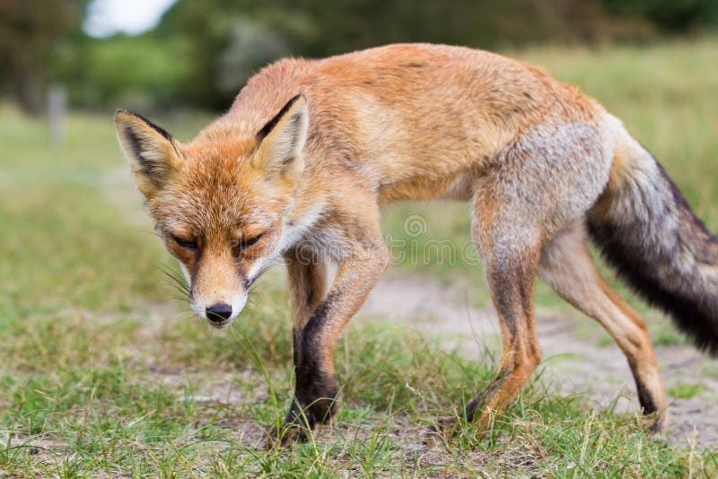 Growling Fox Stock Photos - Free & Royalty-Free Stock Photos from ...