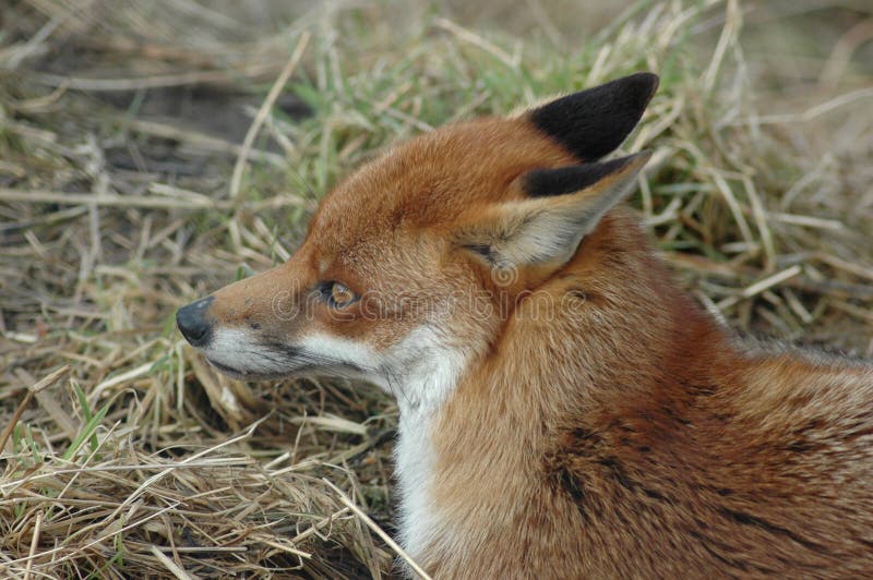 Urban Red Fox Looking Nervous Stock Photo - Image of frightened ...