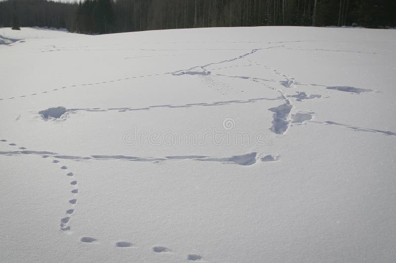 Fox Vole Hunting Traces on the Field Stock Image - Image of north ...