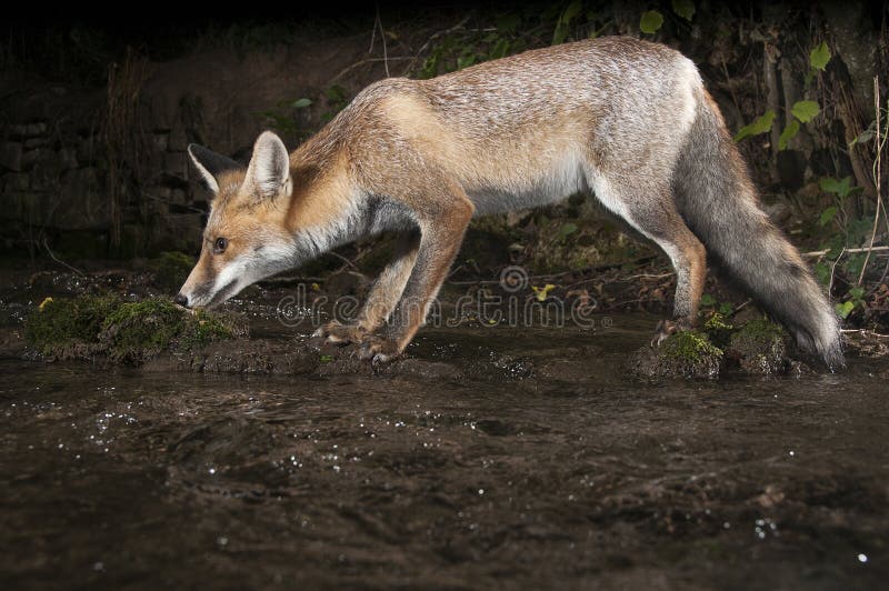 Red Fox Vulpes Vulpes Drinking Water from Puddle. 8k Wide Shot ...