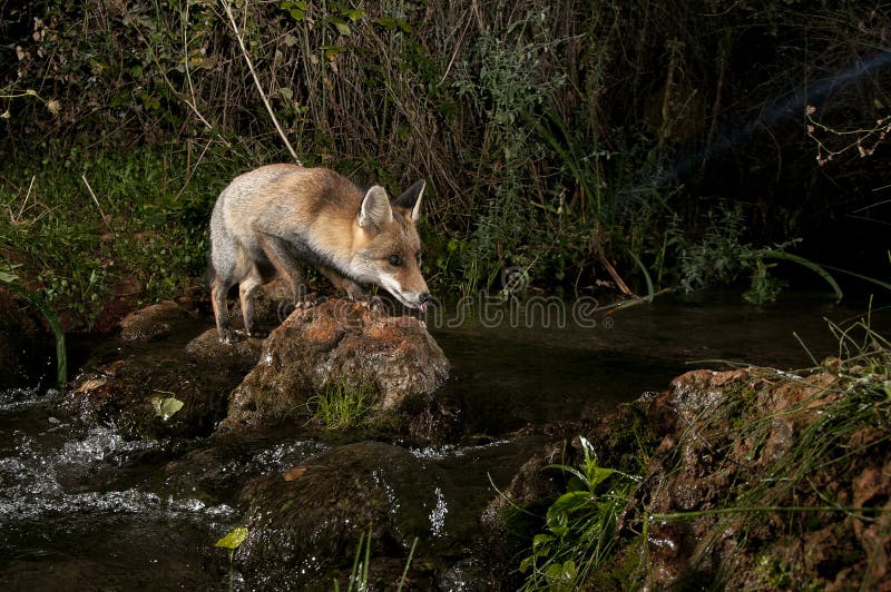 Red Fox Vulpes Vulpes Drinking Water from Puddle. 8k Wide Shot ...