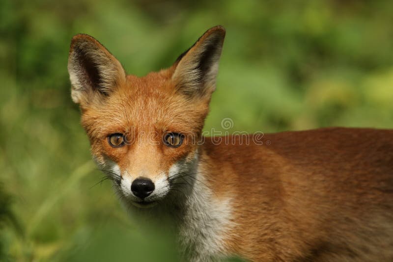 Fox (Vulpes vulpes). stock photo. Image of hunting, kingdom - 78751992