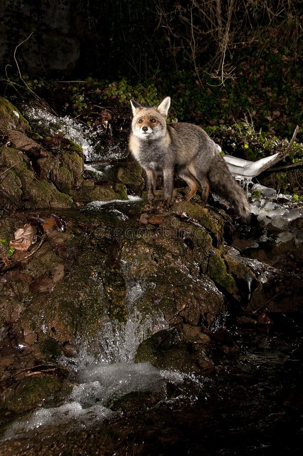 Red Fox on Ice stock image. Image of wild, brown, wildlife - 66827419