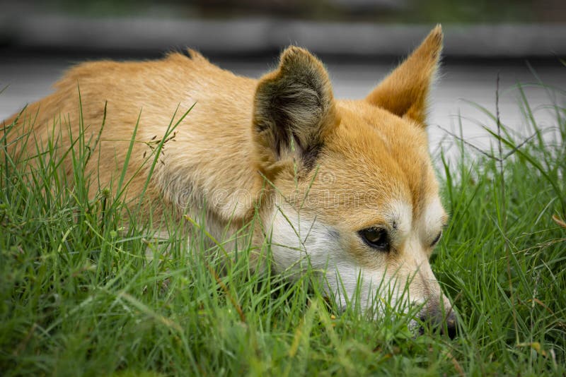 Fox Waiting on the Grass for Its Prey Stock Photo - Image of predator ...