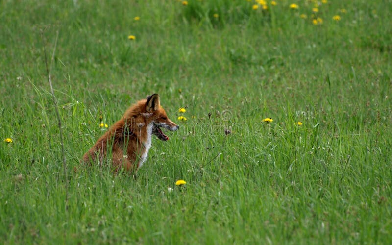 Fox stock photo. Image of grass, wildlife, hunting, european - 35761746