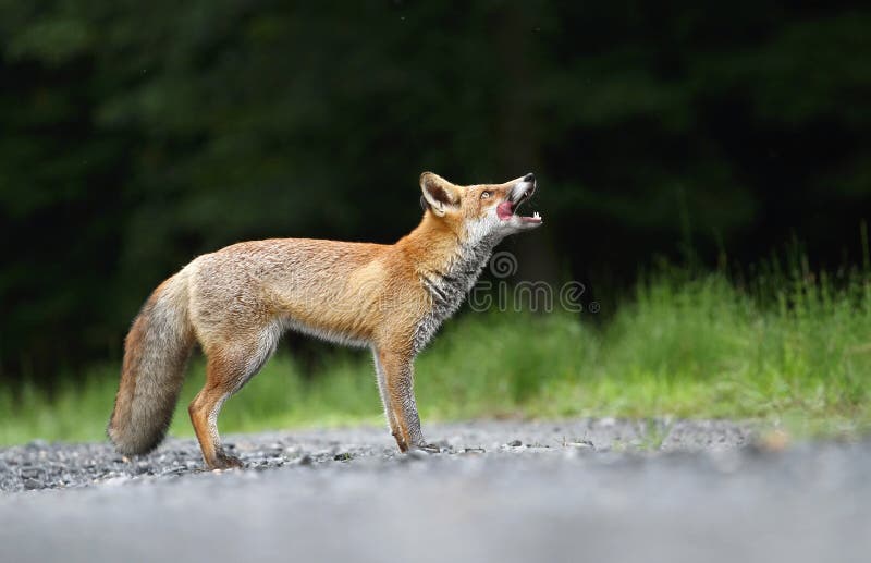 Fox waiting stock image. Image of wild, adorable, tail - 47287965