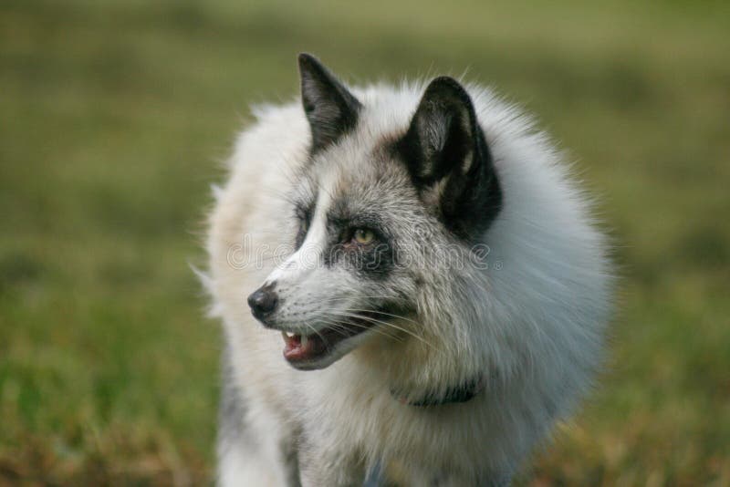 Fox waking in a field stock image. Image of waking, foxrescue - 160143493