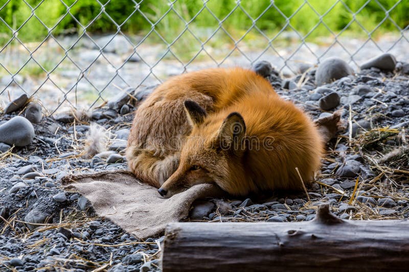 Fox Waking Up stock image. Image of portrait, cute, young - 76936035