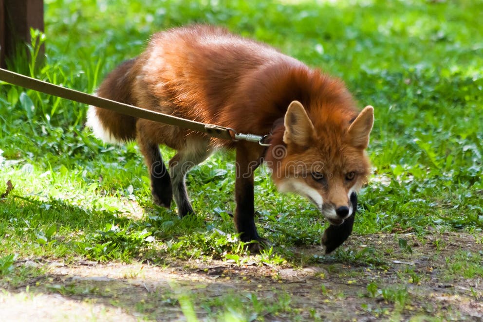 Fox for a walk in the zoo. stock image. Image of wildlife - 54853675