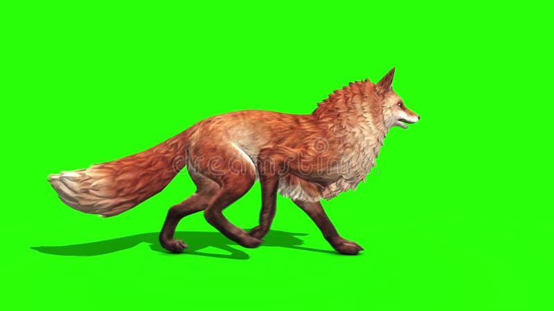 Fox Walk Cycle