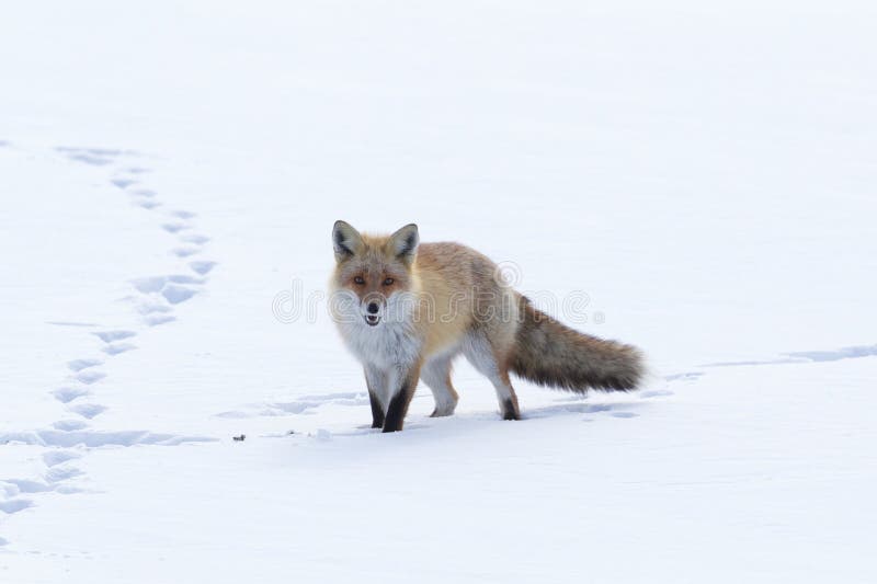 Fox Walking Across the Snow Stock Image - Image of prints, japan: 18042831