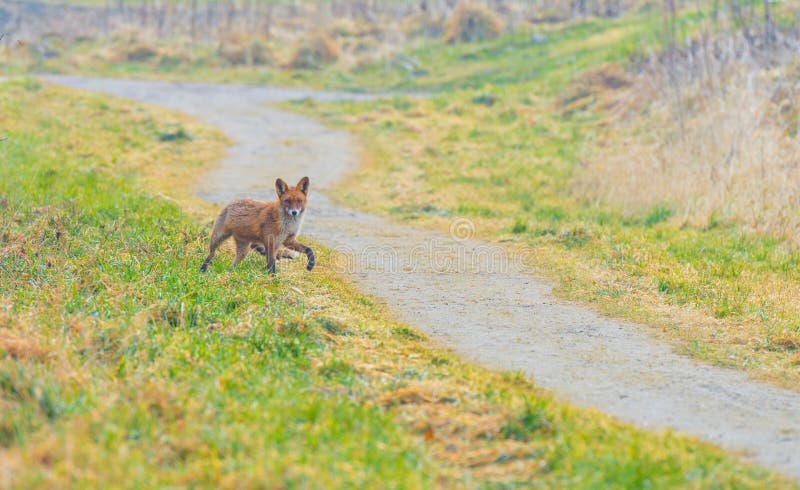 Fox Walking Along a Path in a Field in Winter Stock Photo - Image of ...