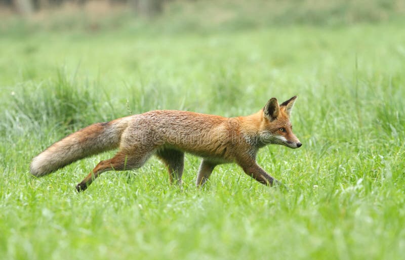 Fox walking stock photo. Image of animal, foxy, nature - 45905042