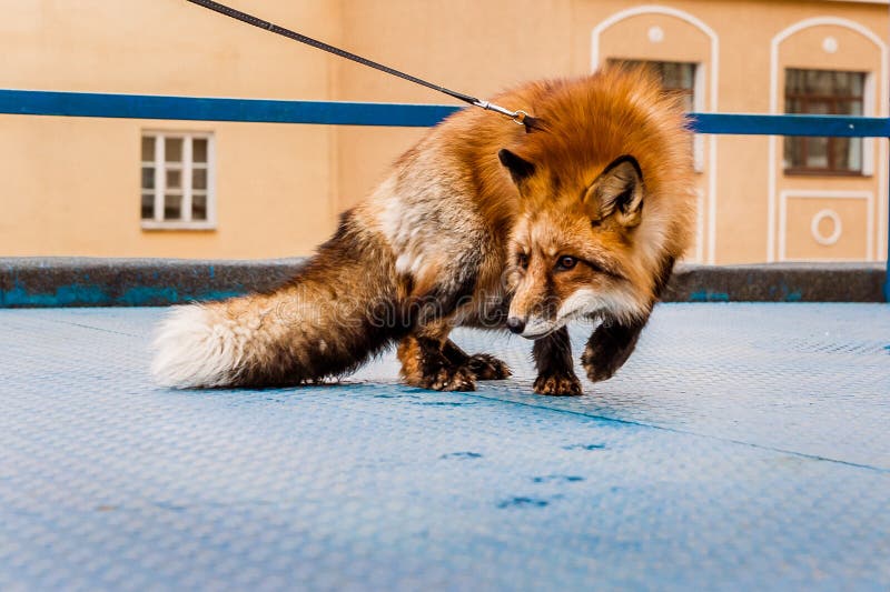 Fox Walking on a Metal Roof Stock Image - Image of background, roof ...