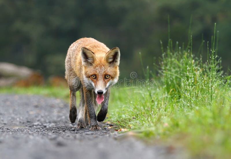 Fox walking stock photo. Image of tail, vulpes, hairy - 47287766