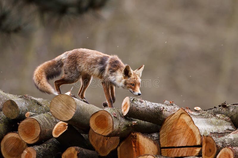 Fox Walking on Stack of Logs Stock Photo - Image of timber, logs: 25831098
