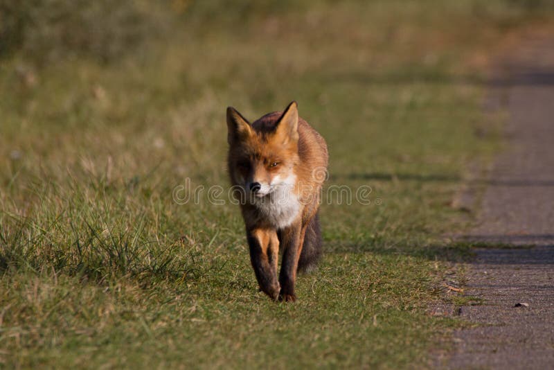 Sneaking Fox Stock Photos - Free & Royalty-Free Stock Photos from ...