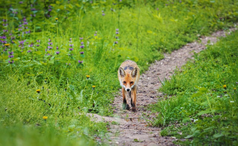 Fox Walks Along a Forest Path Stock Image - Image of wildlife, grass ...